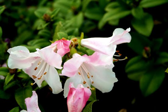 New Page 1 [www.ungiardinierescrive.it]